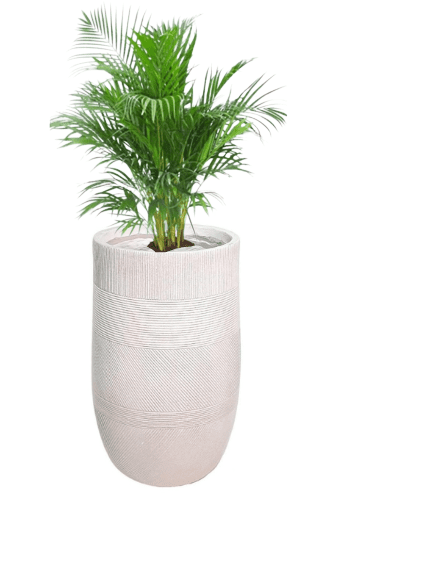 Areca palm with Pot (+20 Pot Option) - Plantssouq