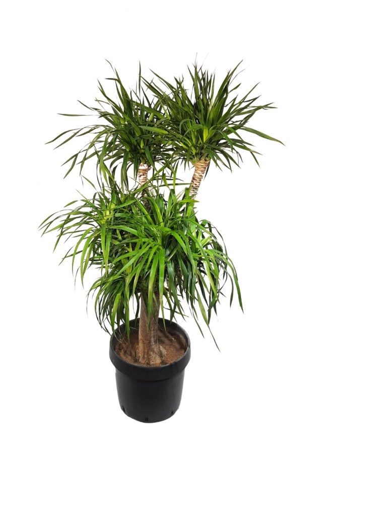 Draco Plant (Dracaena Draco) Multi Head – Plantssouq