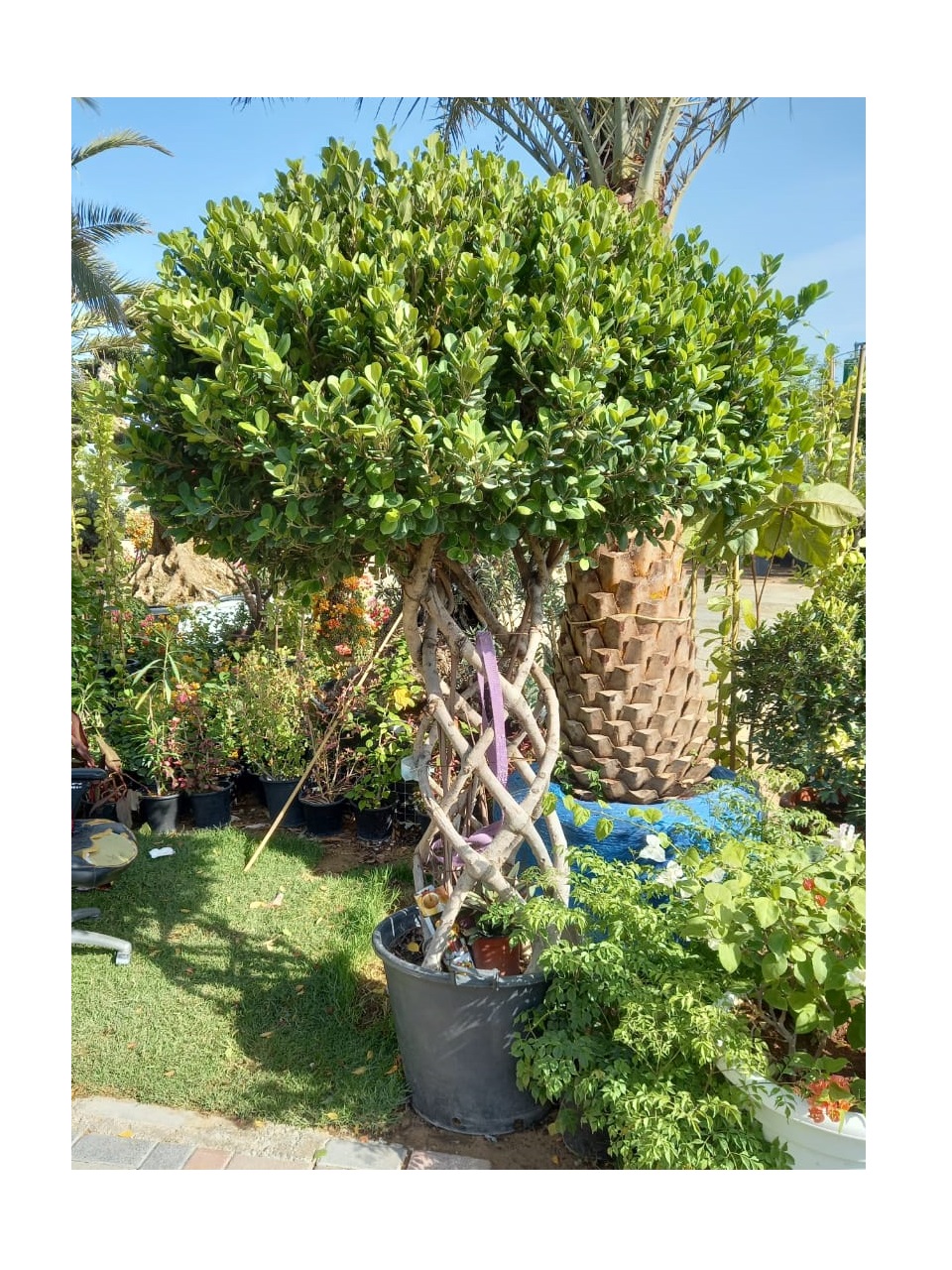 Ficus panda - plantssouq