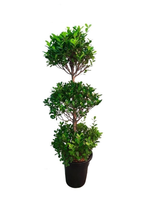 Ficus Panda Three head – plantssouq