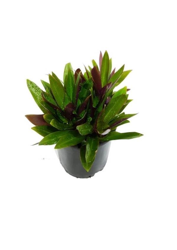 Rhoeo Discolor Big – plantssouq