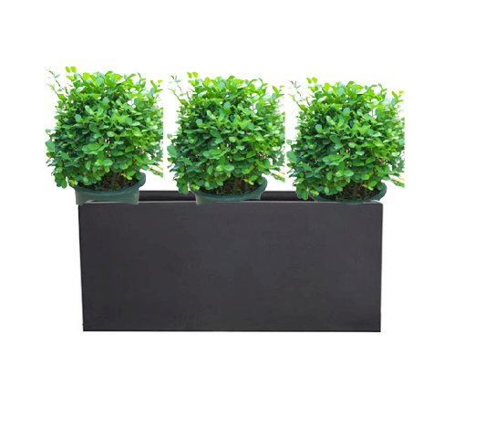 Ficus Panda with rectangular pot - plantssouq
