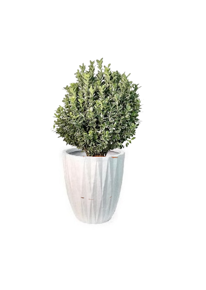 Japanese Euonymus (Euonymus Japonicus) (+20 Pot Option) – Plantssouq