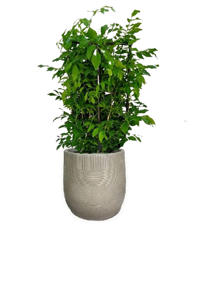Murraya Jasmine with pot (+20 Pot Option) – Plantssouq