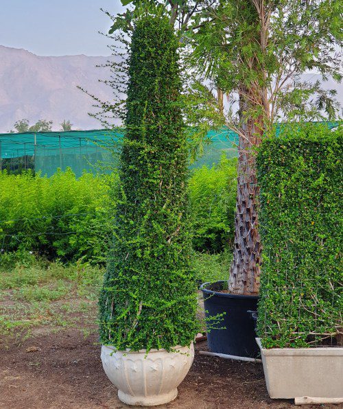 Ehretia Microphylla Cone Shaped - Plantssouq