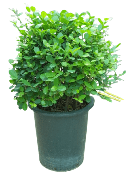 Ficus Panda Ball Shaped - Plantssouq