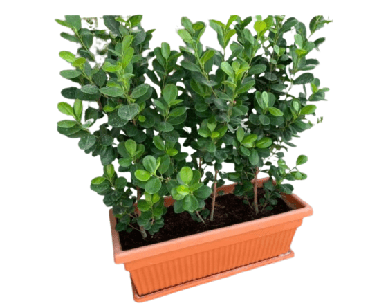 Ficus Pandas with pot - Plantssouq