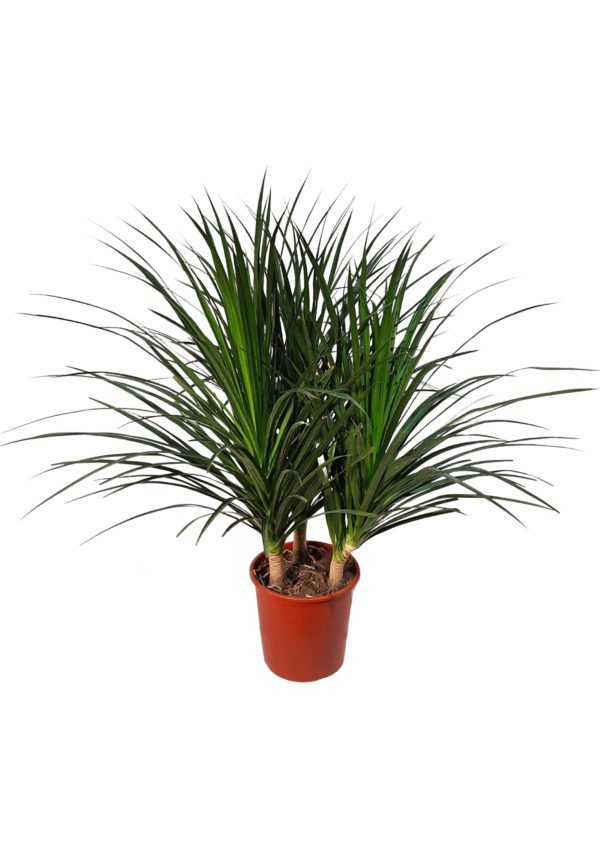 Dragon Tree Plant (Dracaena Draco) - Plantssouq