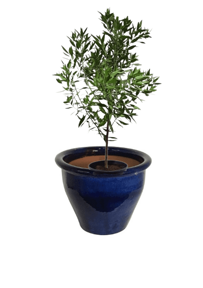 Conocarpus with Ceramic pot - Plantssouq