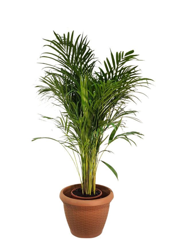 Areca palm with Pot (+20 Pot Option) - Plantssouq