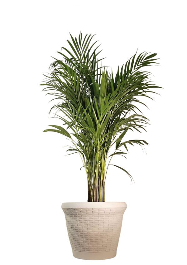 Areca palm with Pot (+20 Pot Option) - Plantssouq