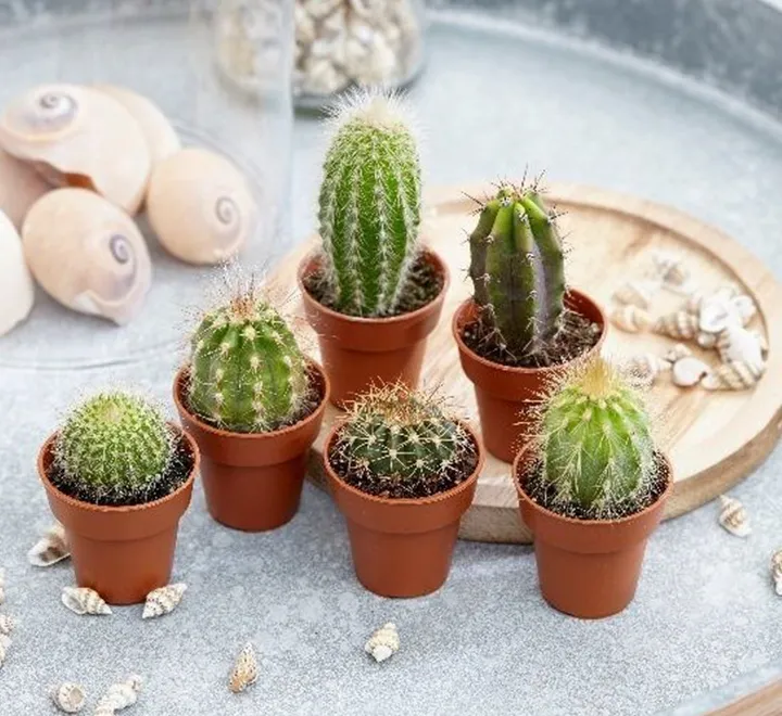 Cactus Mix “Indoor mini Cactus” - Plantssouq