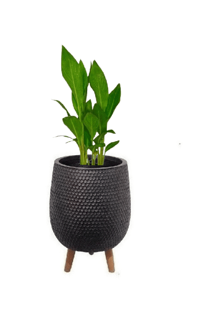 Canna Indica with pot (+20 Pot Option) - Plantssouq