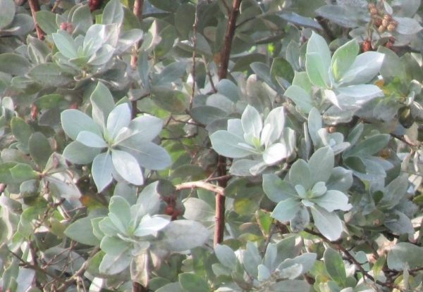 Conocarpus erectus, Silver Leaf, Silver buttonwood - Plantssouq