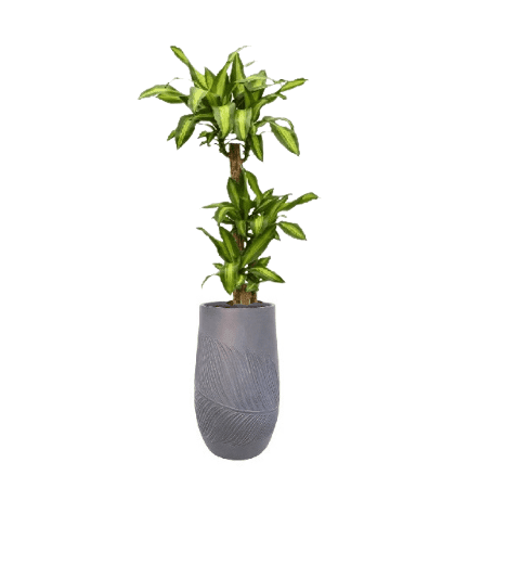 Dracaena Massangeana (+20 Pot Option) - Plantssouq