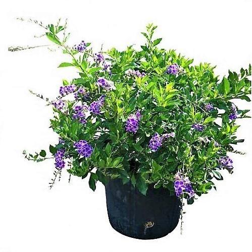 Duranta erecta - Plantssouq