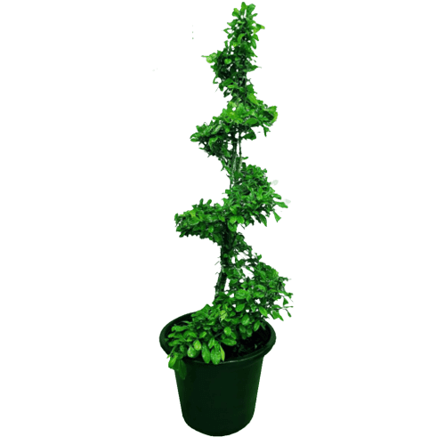 Ehretia Spiral Shape - Plantssouq