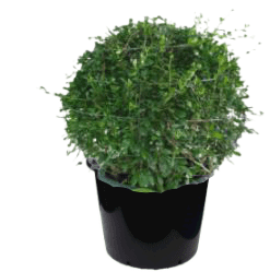 Ehretia Ball - Ehretia Microphylla - Plantssouq