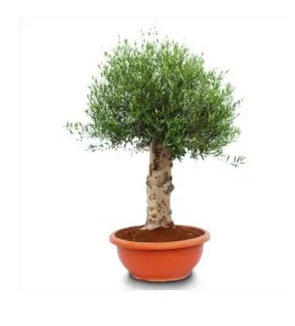 Olive Tree Medium - Plantssouq