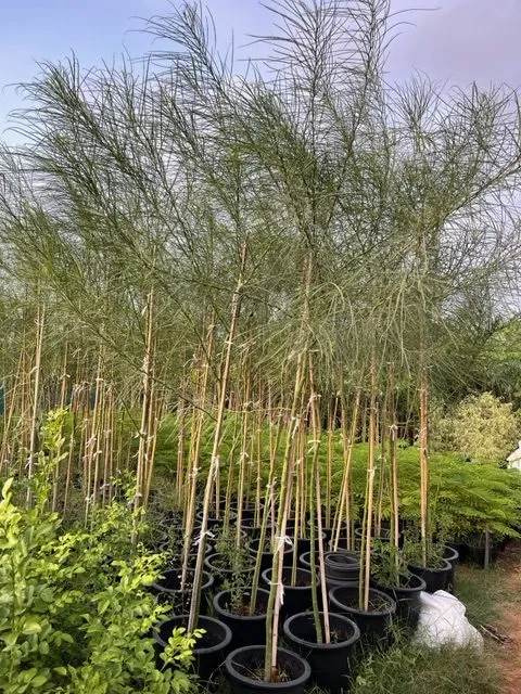 Parkinsonia aculeata, Jerusalem thorn tree - Plantssouq