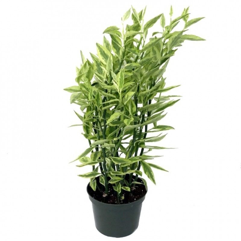 Pedilanthus Variegated “Pedilanthus Tithymaloides, Backbone of Devil ...