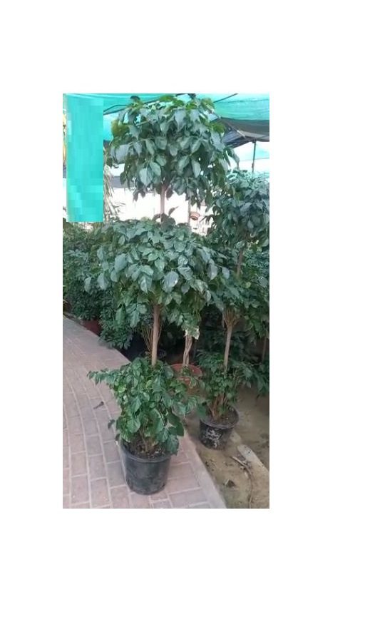 Red Machera (China Doll) three head - Plantssouq