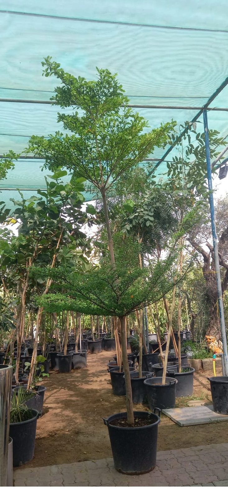 Bucida Buceras Black Olive Tree - Plantssouq