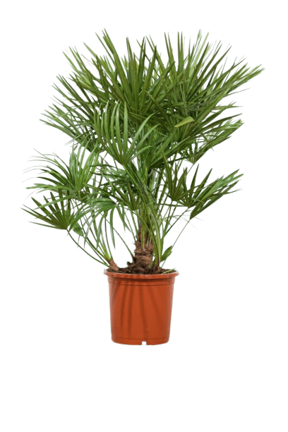 Chamaerops humilis “European Fan Palm” - Plantssouq