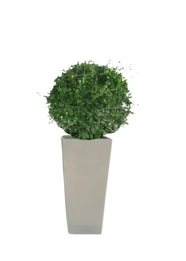 Ehretia Ball with pot (+20 Pot Option) - Plantssouq