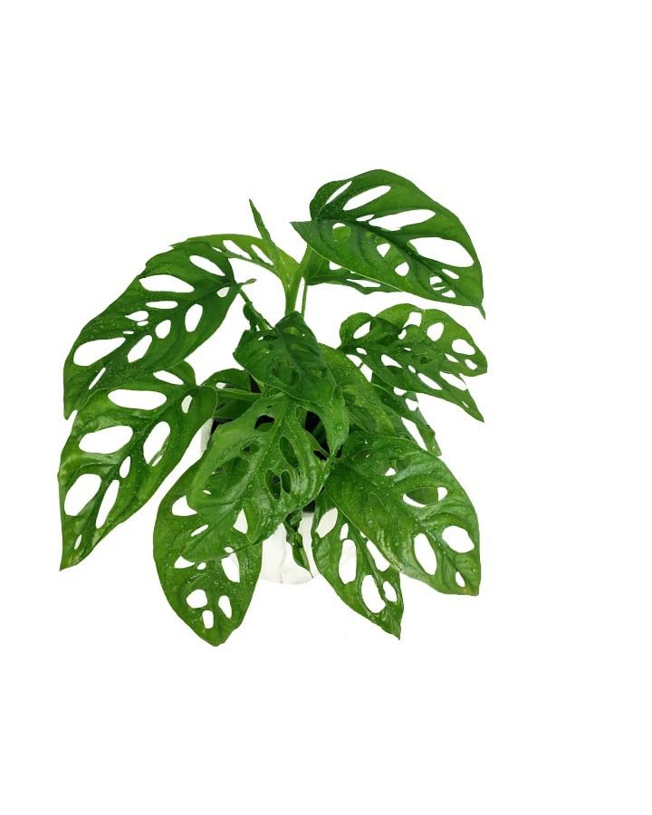 Pertusa Deliciosa Monstera - Plantssouq