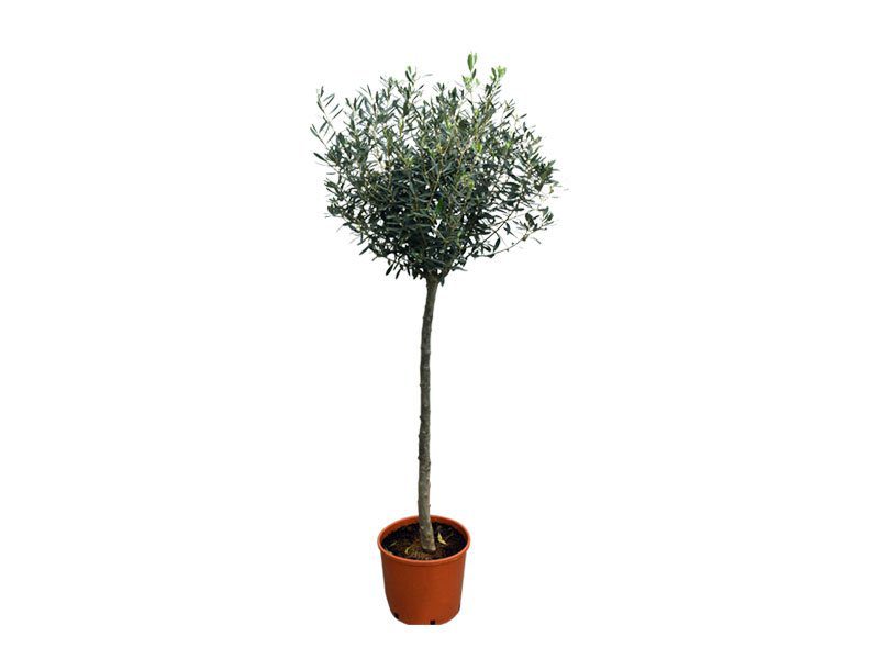 Olive One Head - Plantssouq