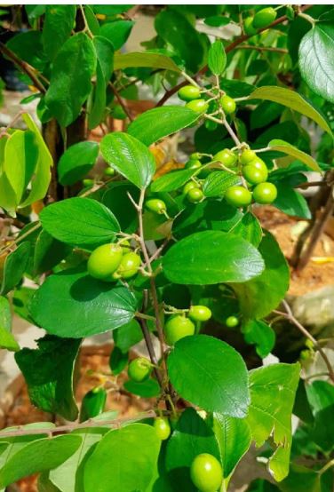 Ziziphus Jujuba Or Jujube Tree - Plantssouq