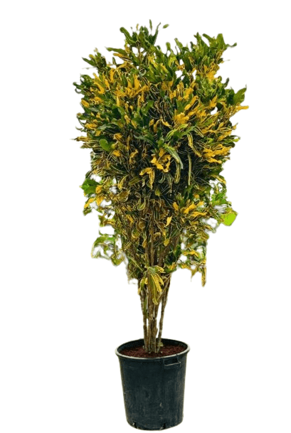Croton Yellow - Plantssouq