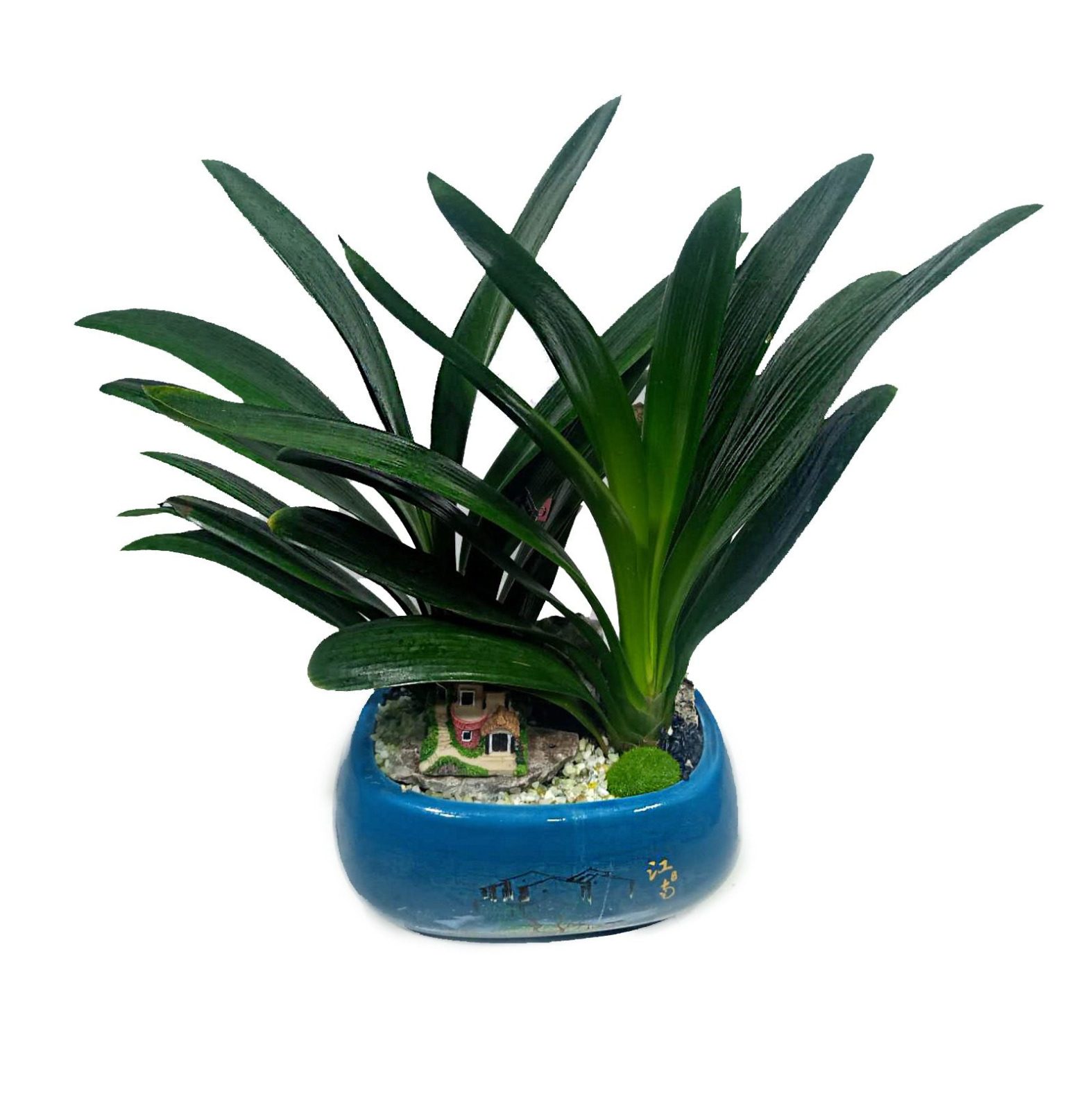 Clivia Miniata – Bush Lily | Ceramic Pot - Plantssouq
