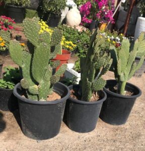 Cactus Opuntia Small - Plantssouq