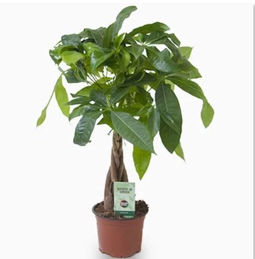 Pachira Small - Plantssouq