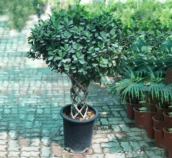 Ficus panda “Cage Shape” - Plantssouq