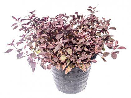 Iresine Lindenii - Plantssouq