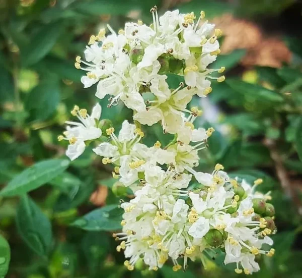 Henna “Lawsonia Inermis” Mehendi Plant – plantssouq