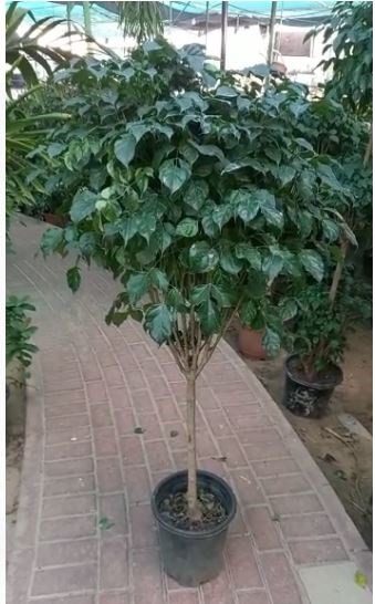 Red Machera (China Doll) Plant – plantssouq