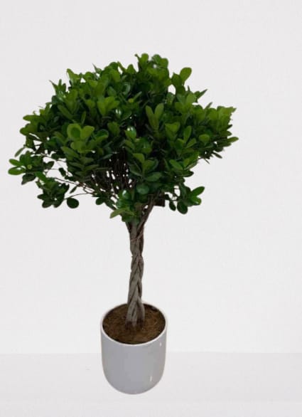 Ficus Panda Twisted with Pot – Plantssouq