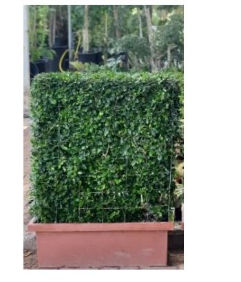 Ehretia wall flowering plant – Plantssouq