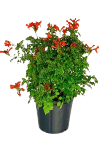 Tecomaria capensis – Plantssouq