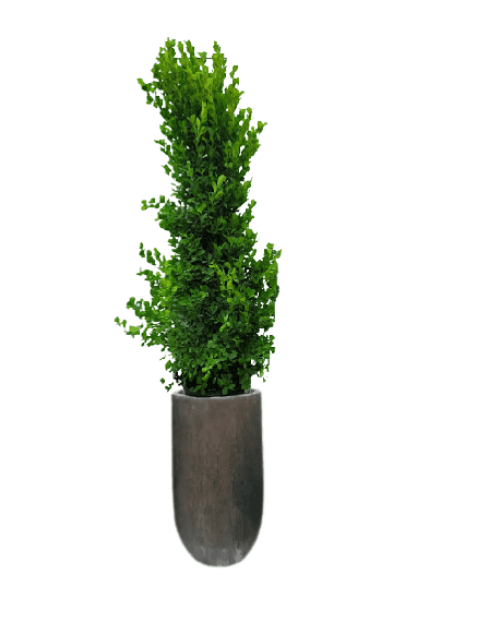 Ficus panda Cone Shape with pot (+20 Pot Option) – Plantssouq