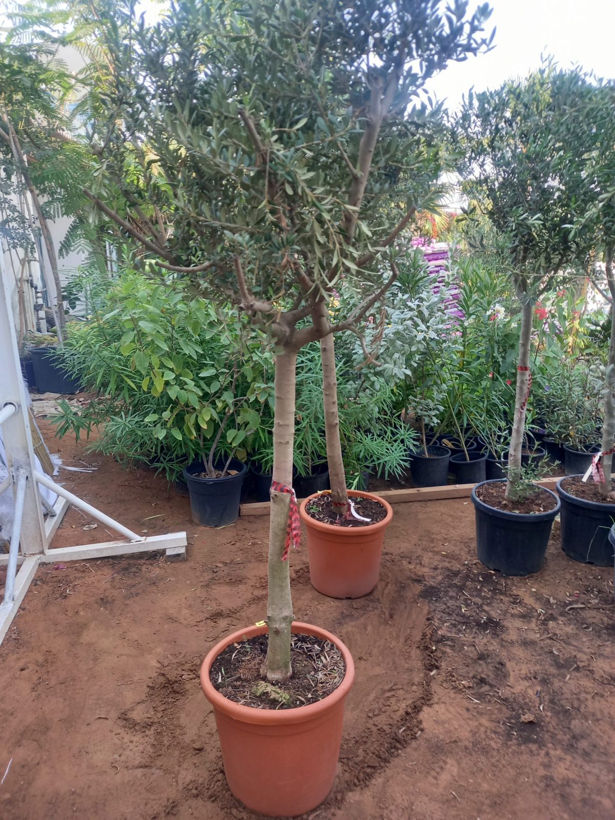 Olive tree – Plantssouq