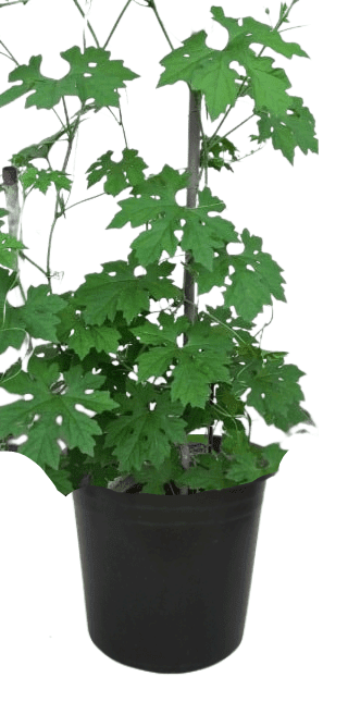Bitter Gourd Plant – Plantssouq