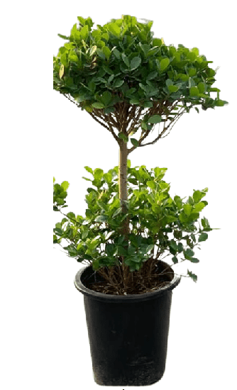 Ficus panda Two head – Plantssouq