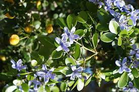 Guaiacum officinale – Plantssouq