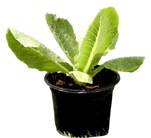 Lettuce “Lactuca” Plant – Plantssouq