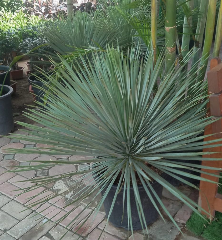 Yucca Rostrata – Plantssouq